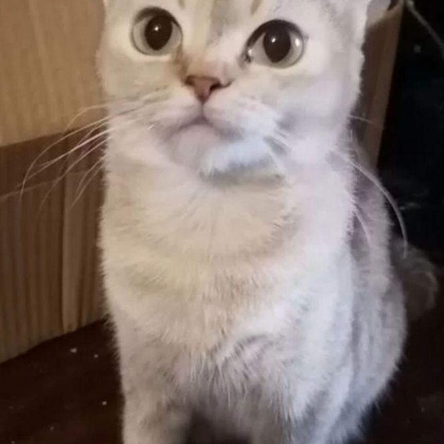 Британская золотая
