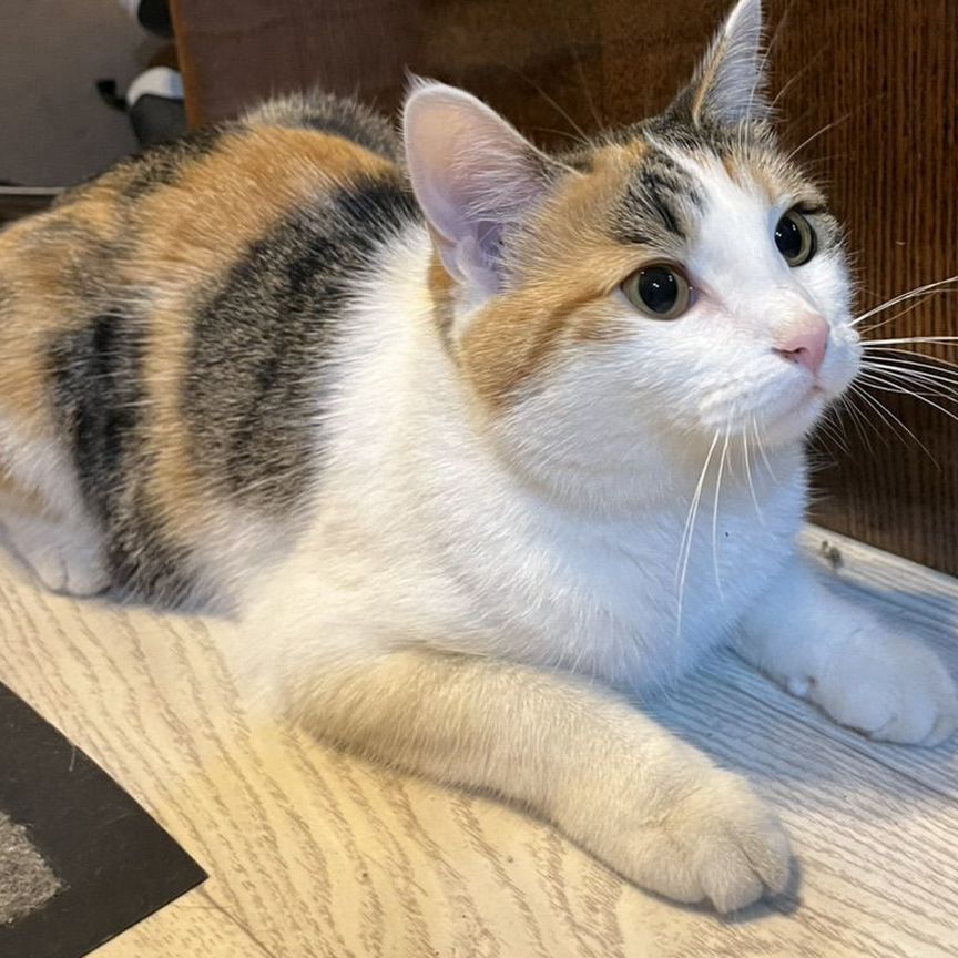 Кошка ищет дом