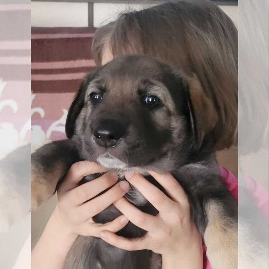 Щенок в добрые руки