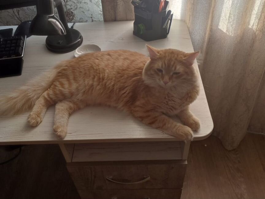 Рыжий бандит