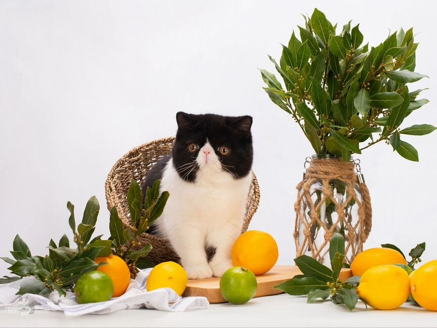 Экзотический котик