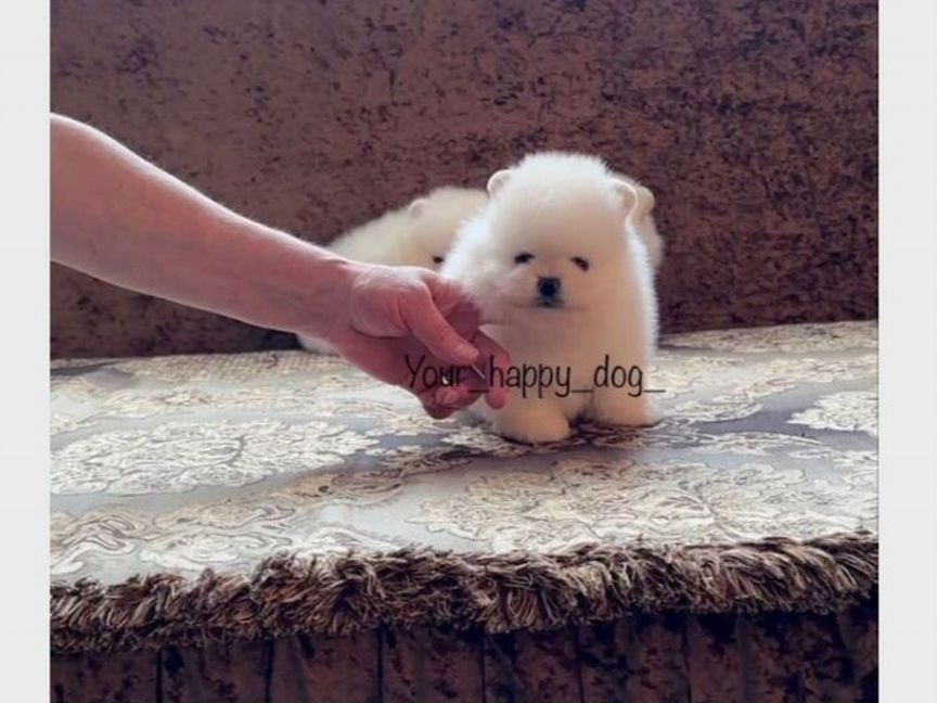 Померашки - Мишки