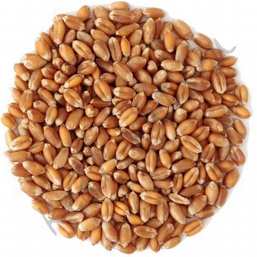 Зерно пшеница