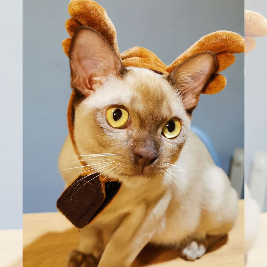 Котёнок от частного владельца