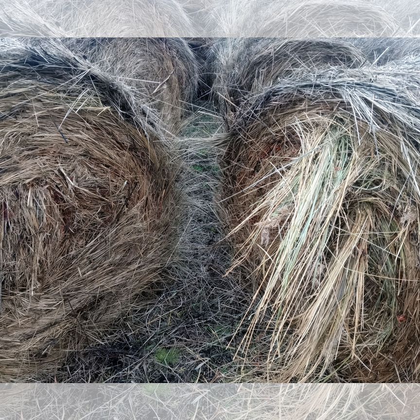 Продам сено в рулонах