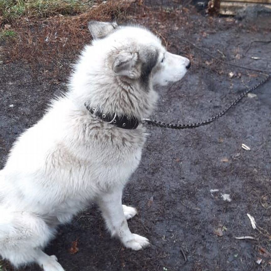Кабель метись лайки и хаски
