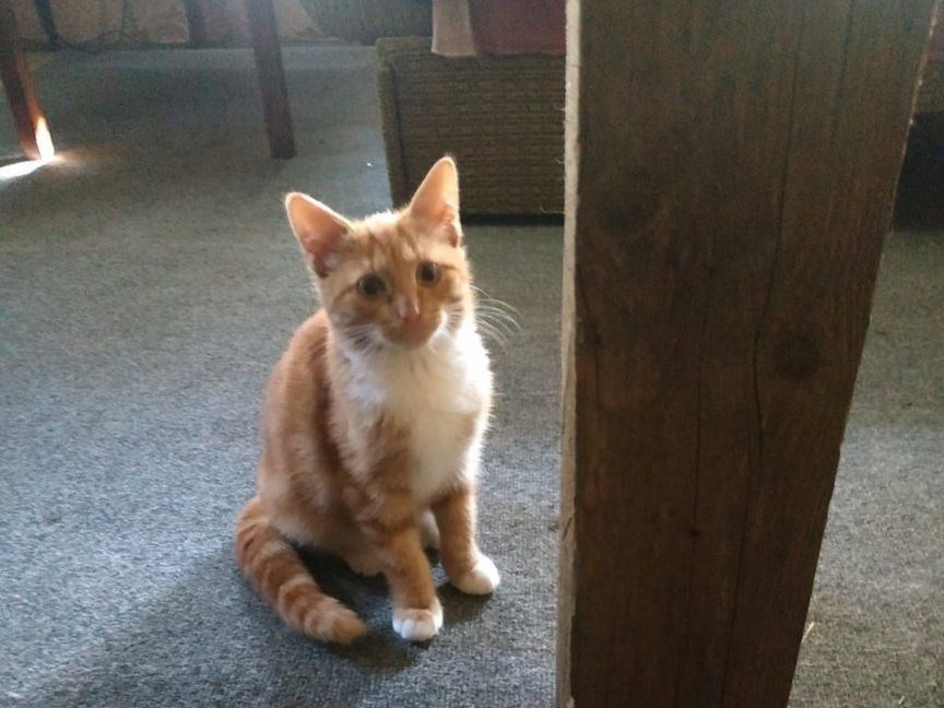 Котята в хорошие руки