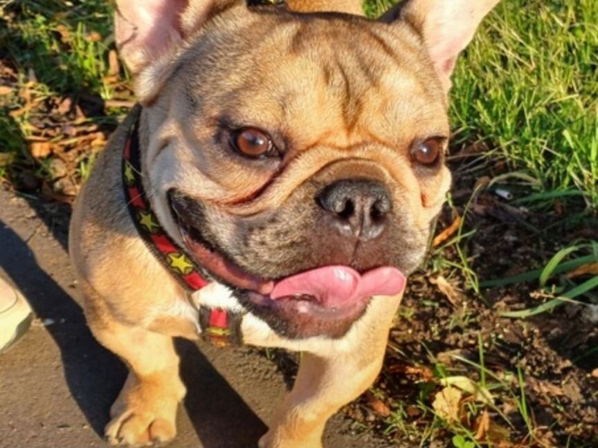 Французский бульдог Джони