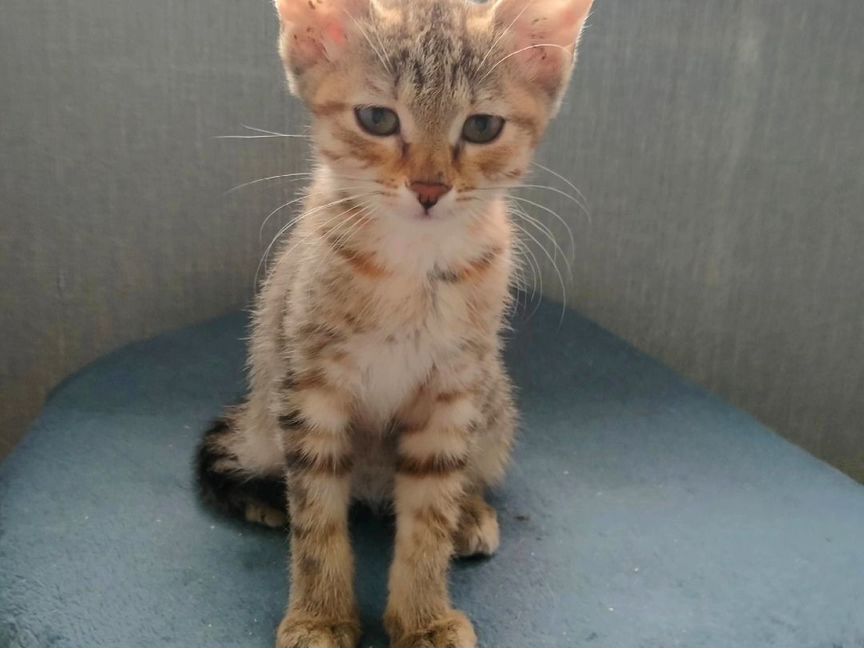 Красавица малышка ищет дом