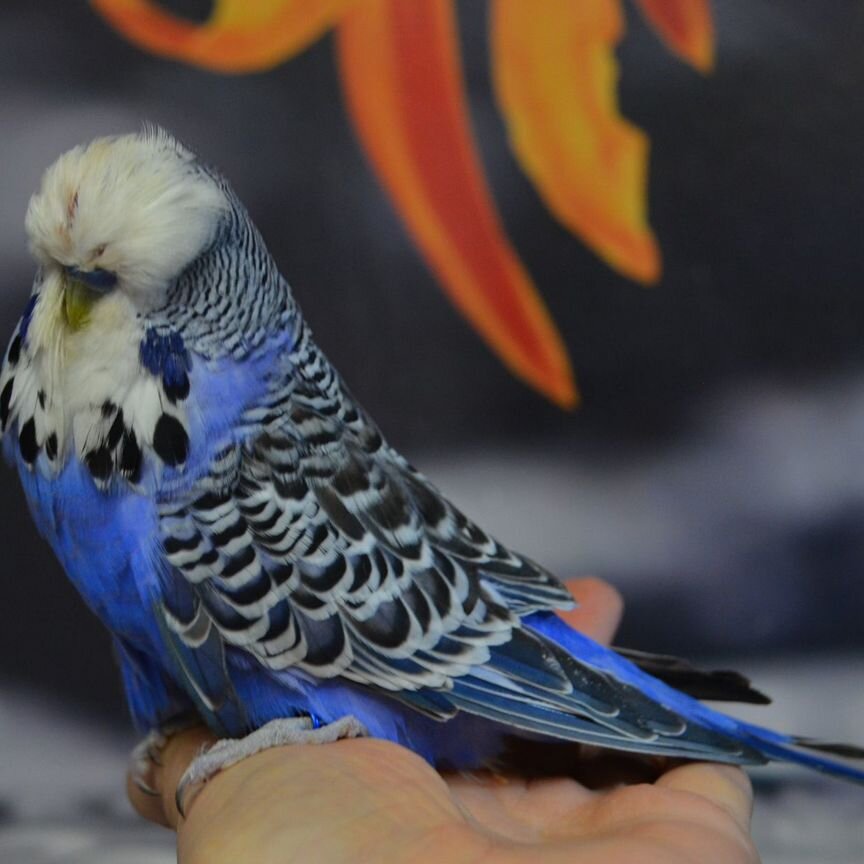 Волнистые попугаи - чехи (ввп)