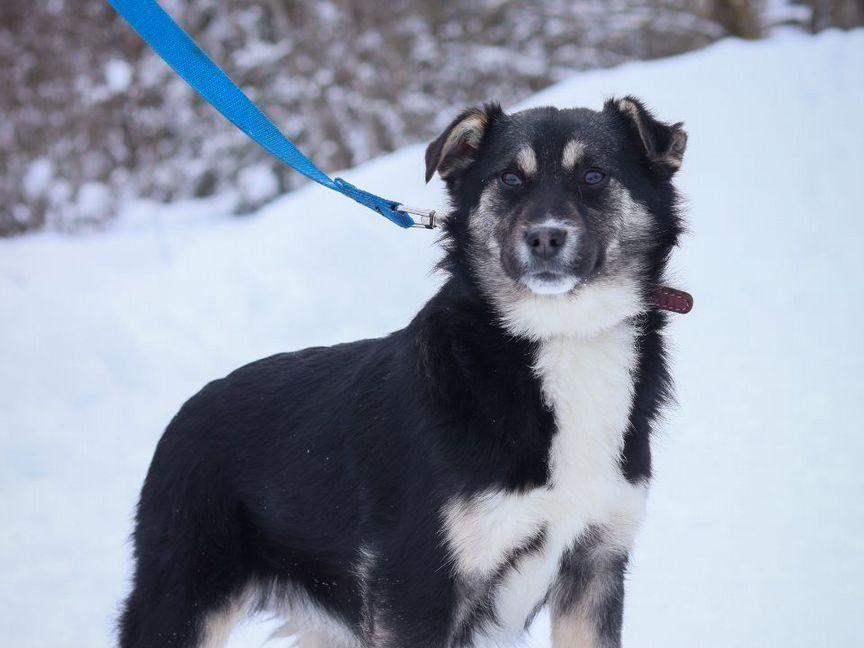 Щенок 6 месяцев Дельта в добрые руки
