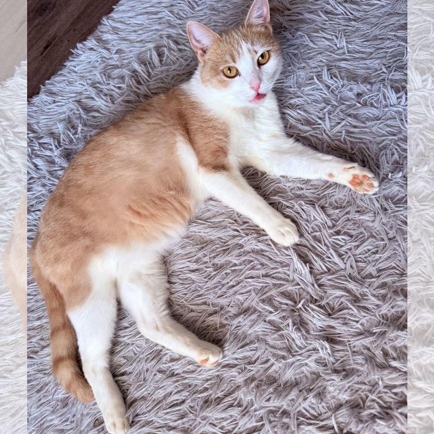 Взрослая, кошка в добрые руки