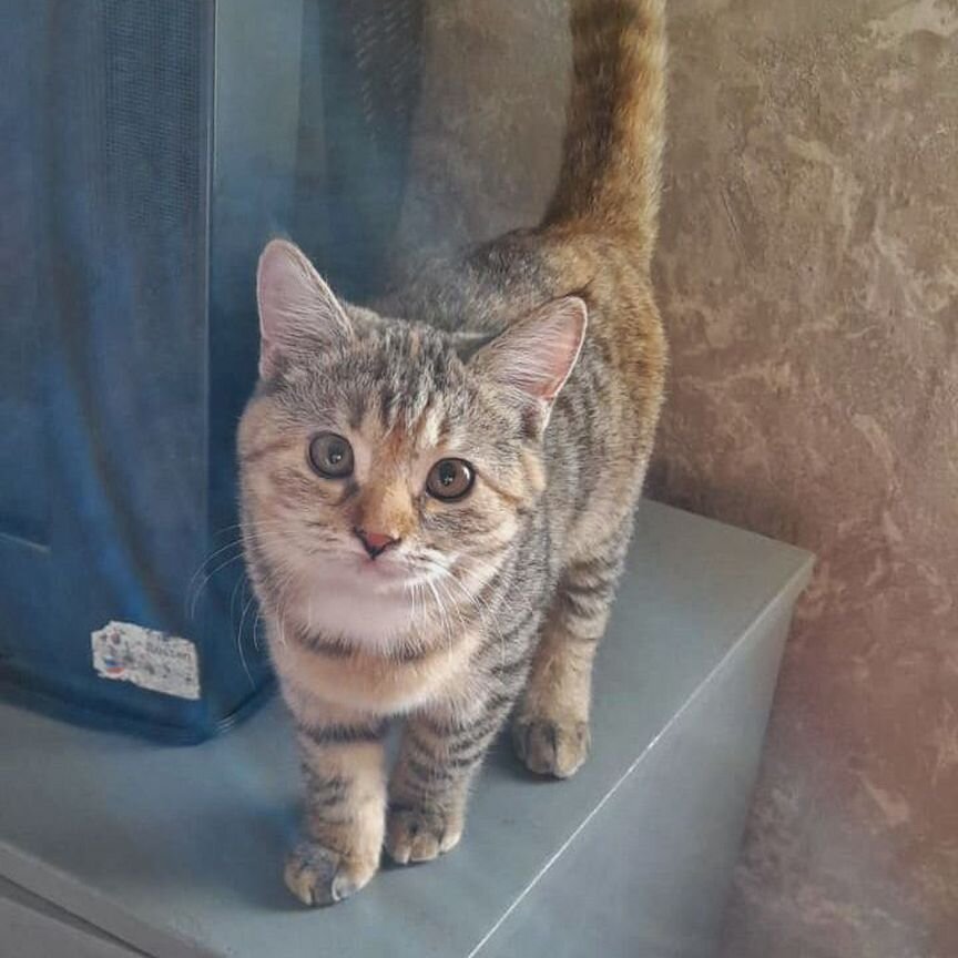 Котенок в добрые руки