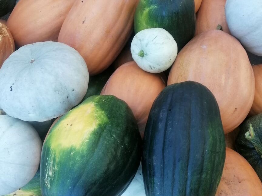 Тыква на корм