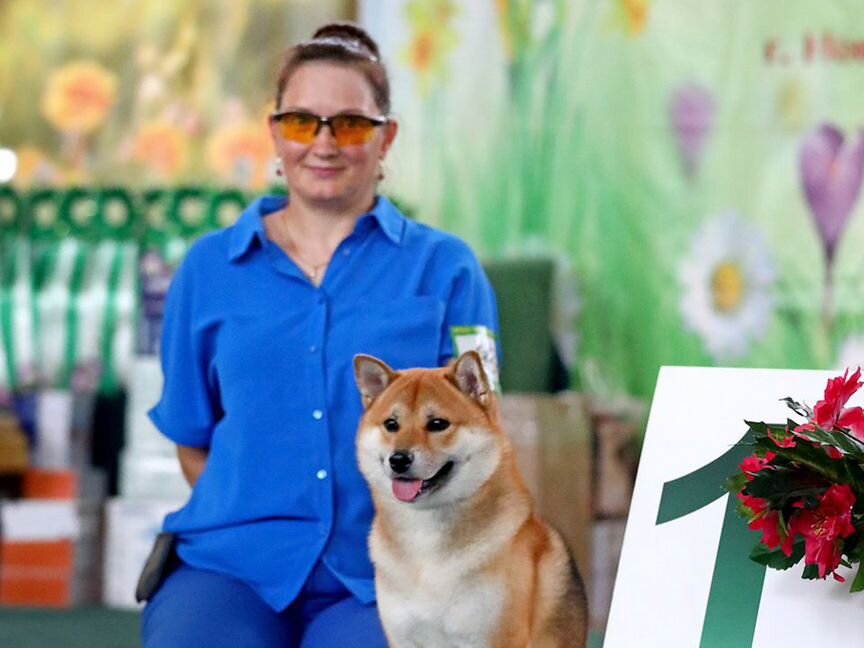 Сиба Ину собака