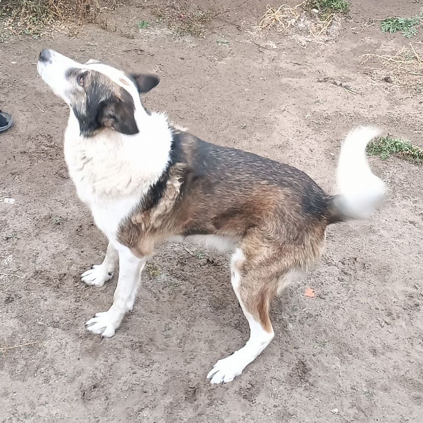 Охотничьи собаки рабочие