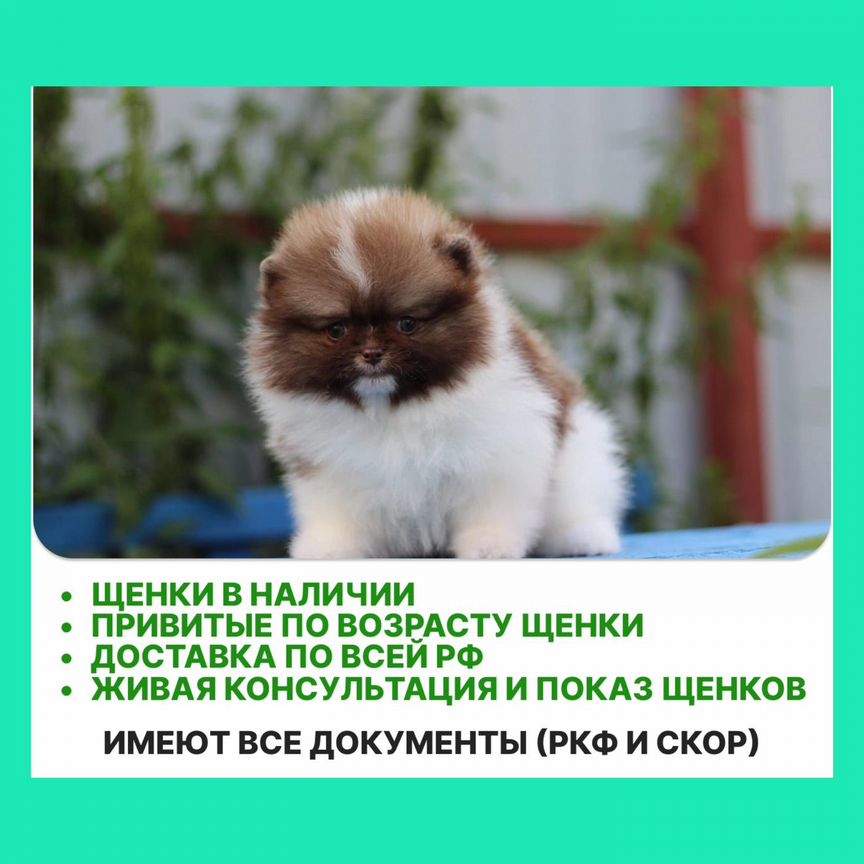 Померанский шпиц мини цветные. Бонус за обращение