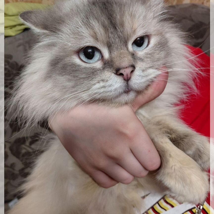 Невская маскарадная, взрослая кошка