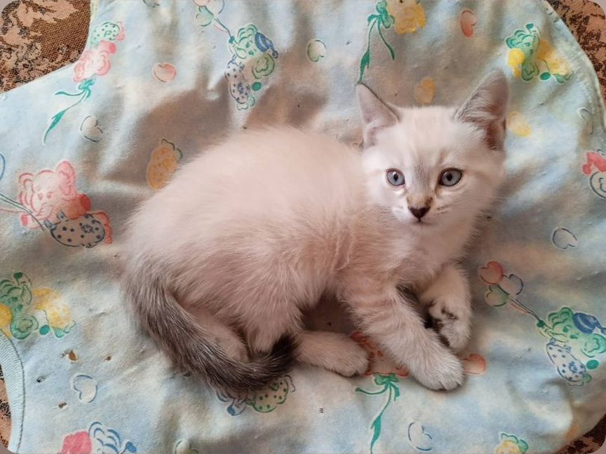 Котик в добрые руки