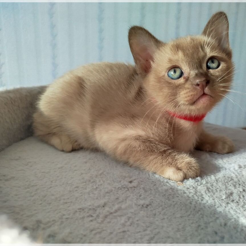 Европейский бурманский котёнок