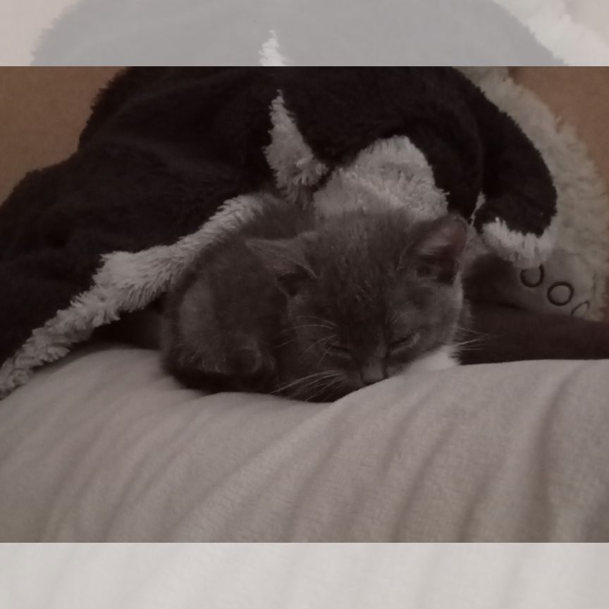Кошка