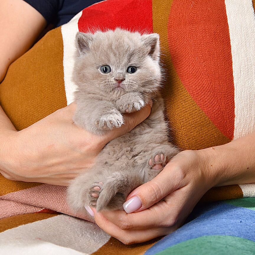 Британские котята. Мальчик