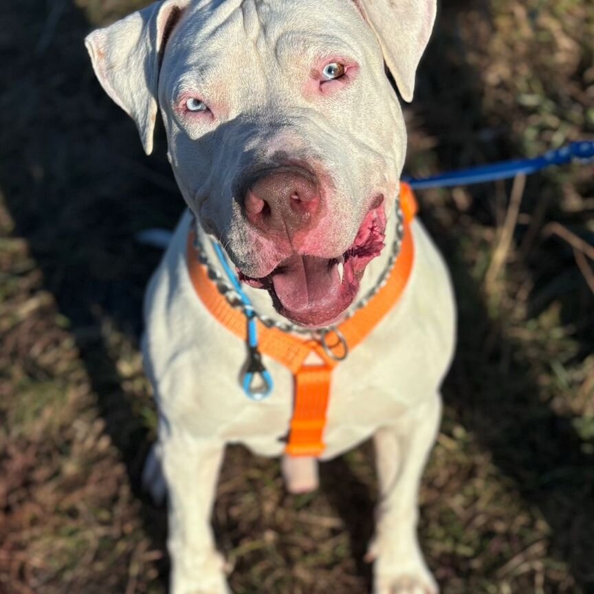 Парень попал в приют и ждет особенного хозяина