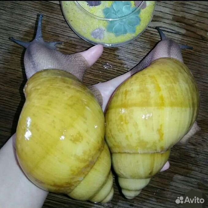 Улитята F2 гигантских улиток Иктерика/кроссривер