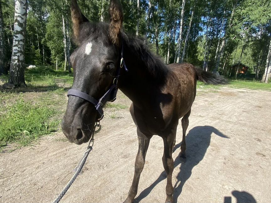 Недоуздок для жеребят