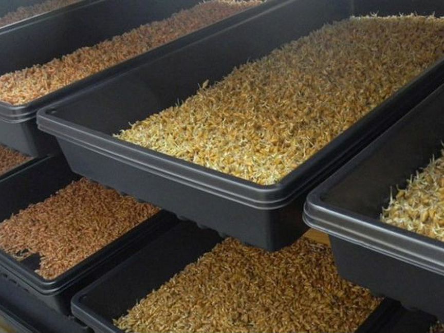 Комбикорм, бвмд, зерносмеси опт