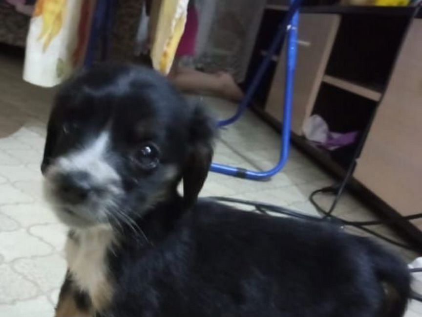 Йоркоболонка