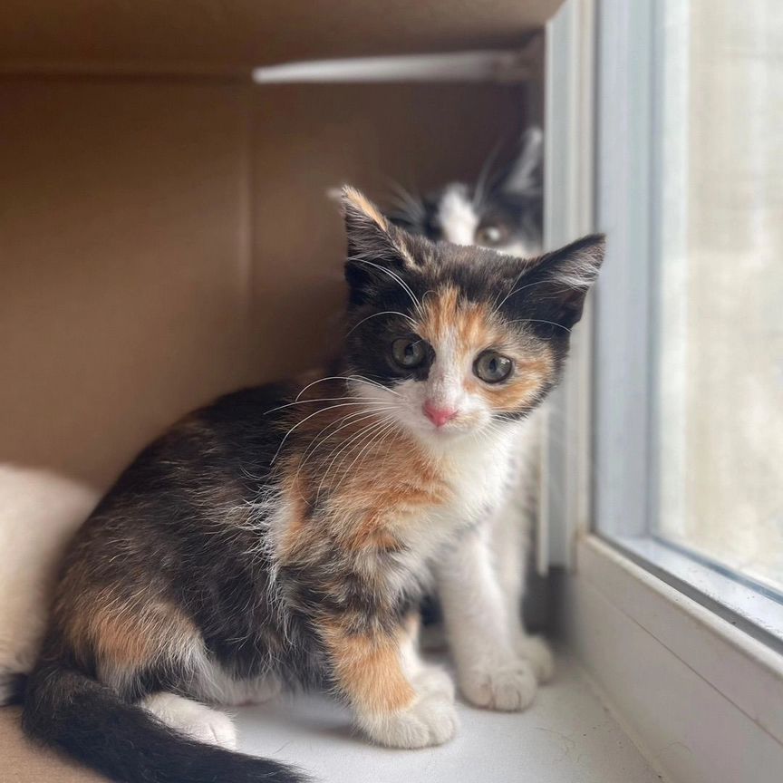 Котята ищут дом