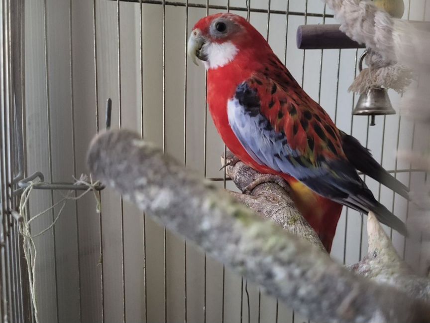 Попугай розелла