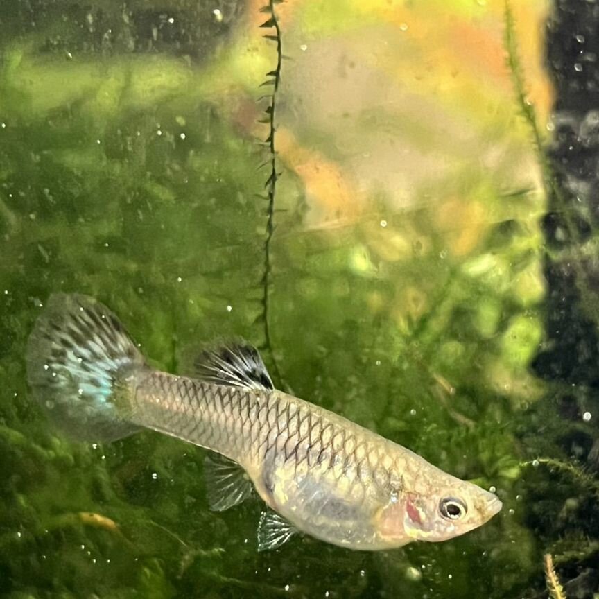 Аквариумные рыбки гуппи