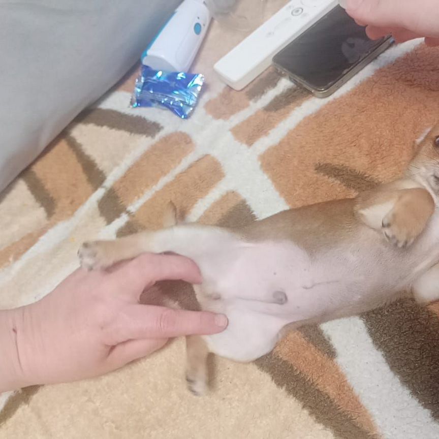 Продам чихуахуа мини коби 2 месяца мена 20000 т