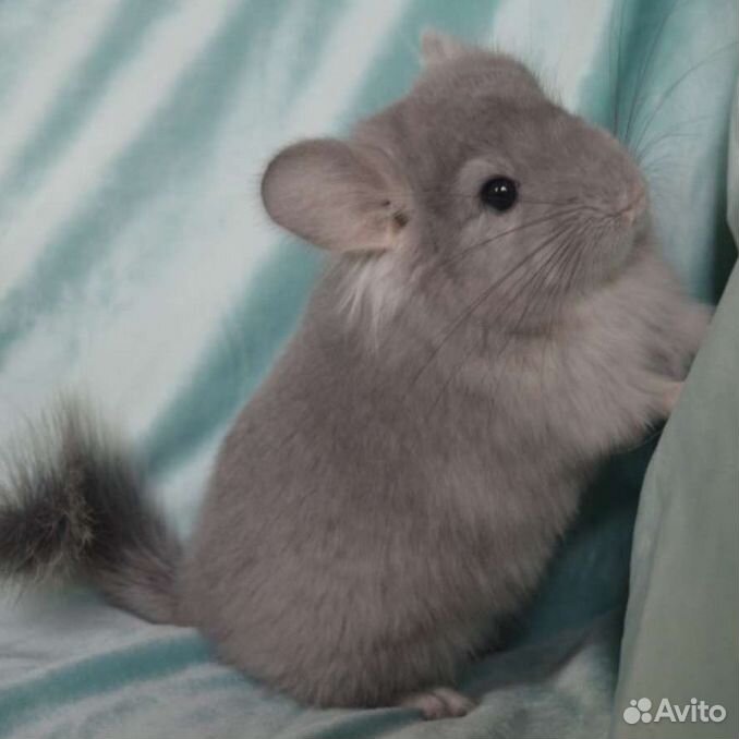 Шиншилла ангора самка