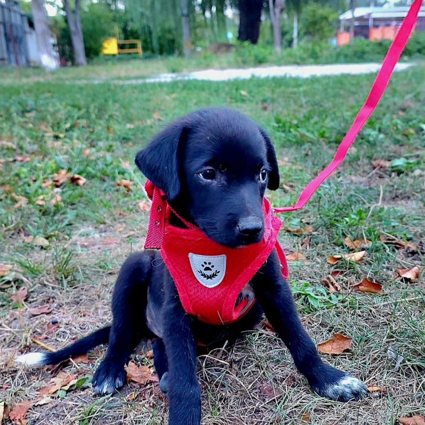 Собаки