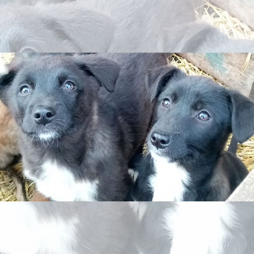 Щенок в добрые руки