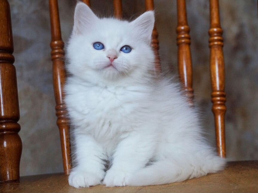 Невский маскарадный котик Царь-Кошка
