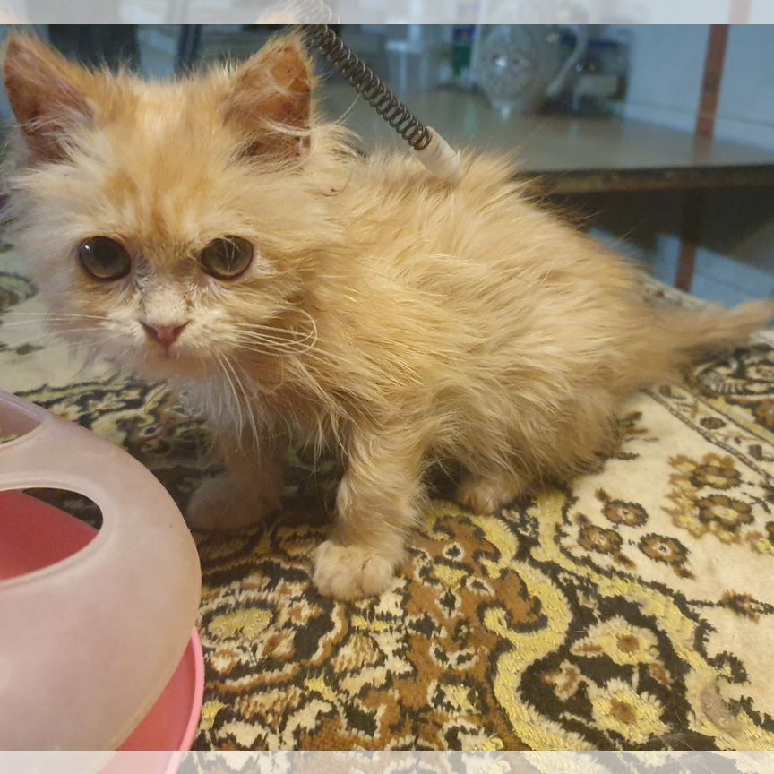 Персидский котёнок
