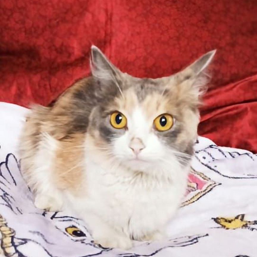 Кошечка в добрые руки в дар