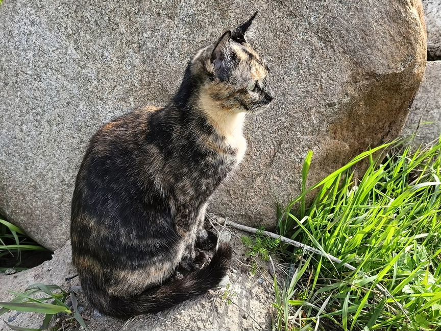 Змеелов мышелов кошка монетная