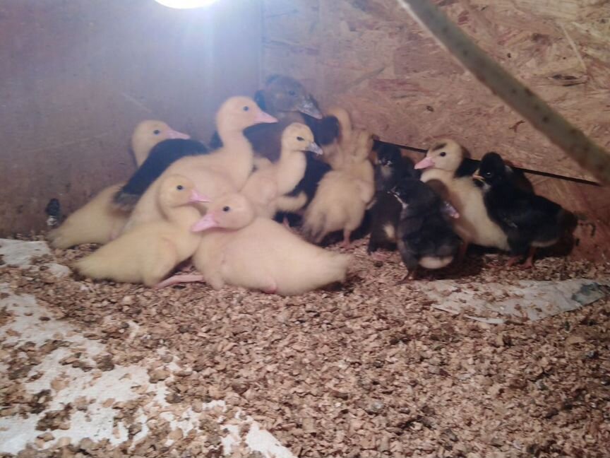 Индоутята(мускусная утка)