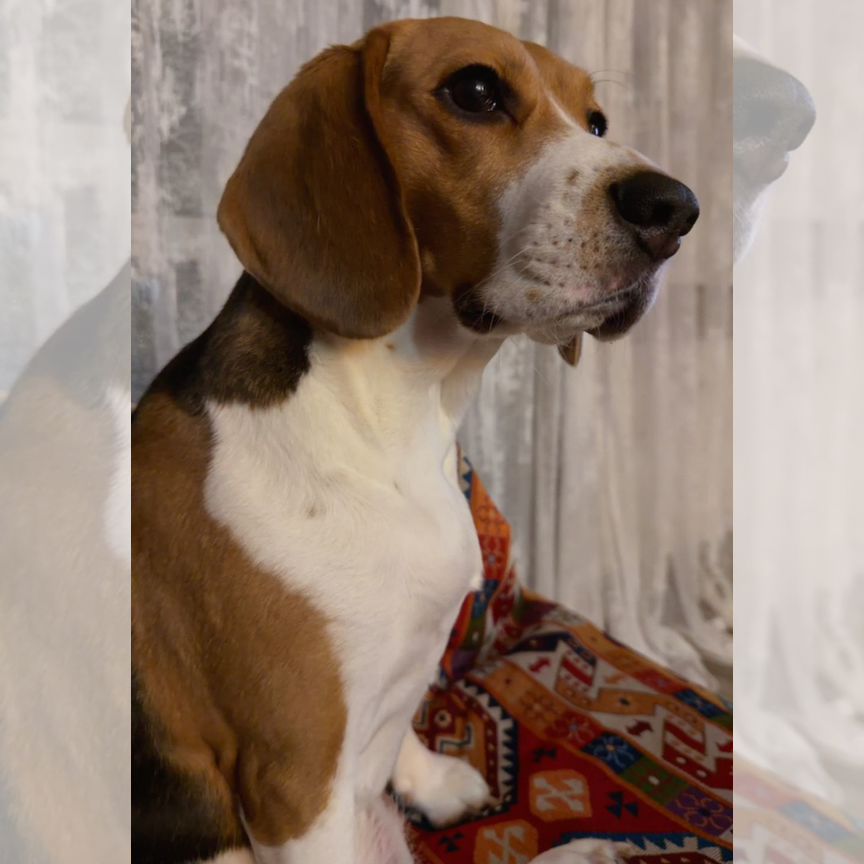 Бигль, взрослая собака