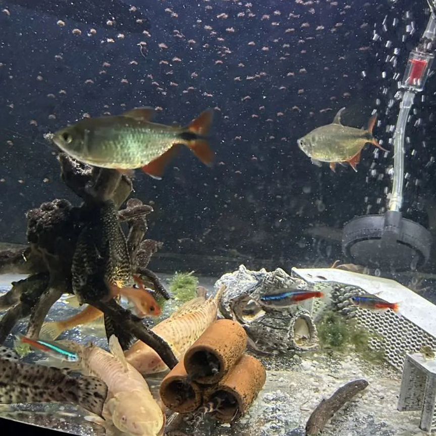 Плотва аквариумная