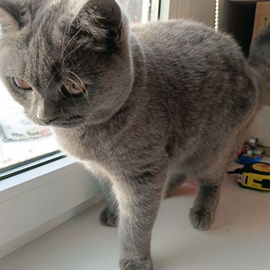 Кошка британка