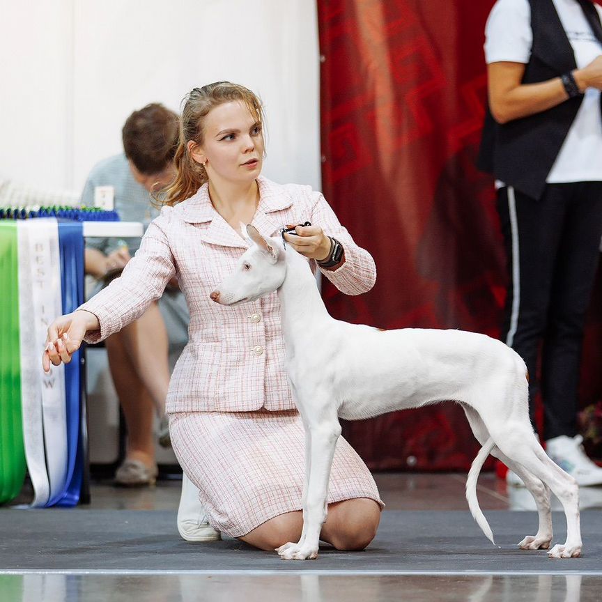 Поденко ибиценко