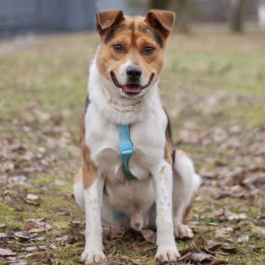 Взрослый пёс в добрые руки