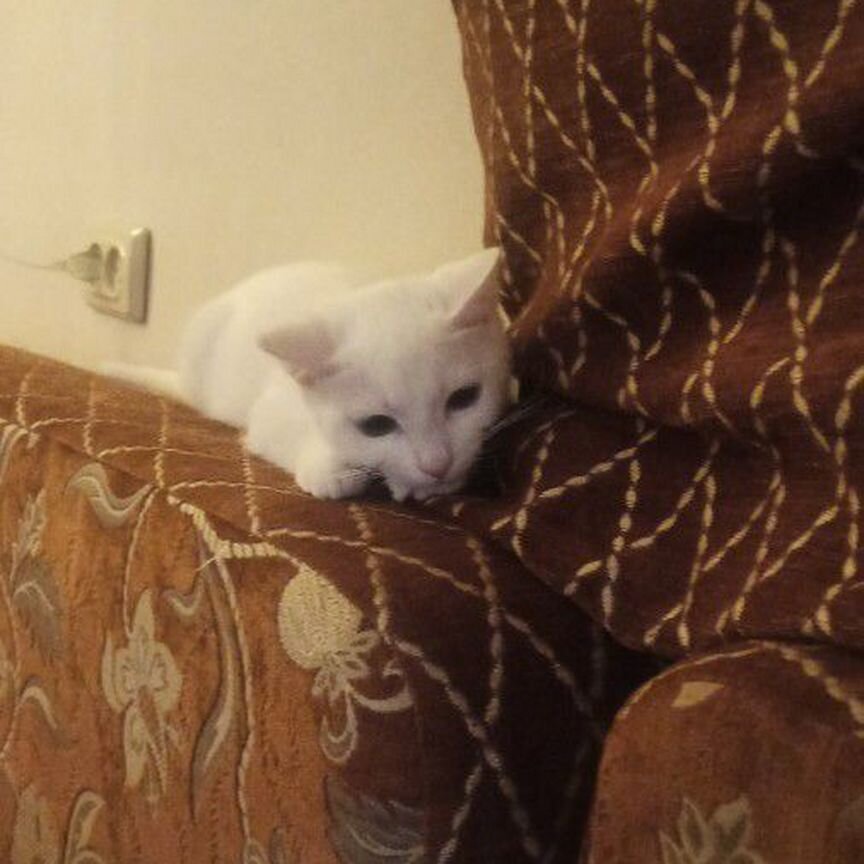 Котенок в добрые руки