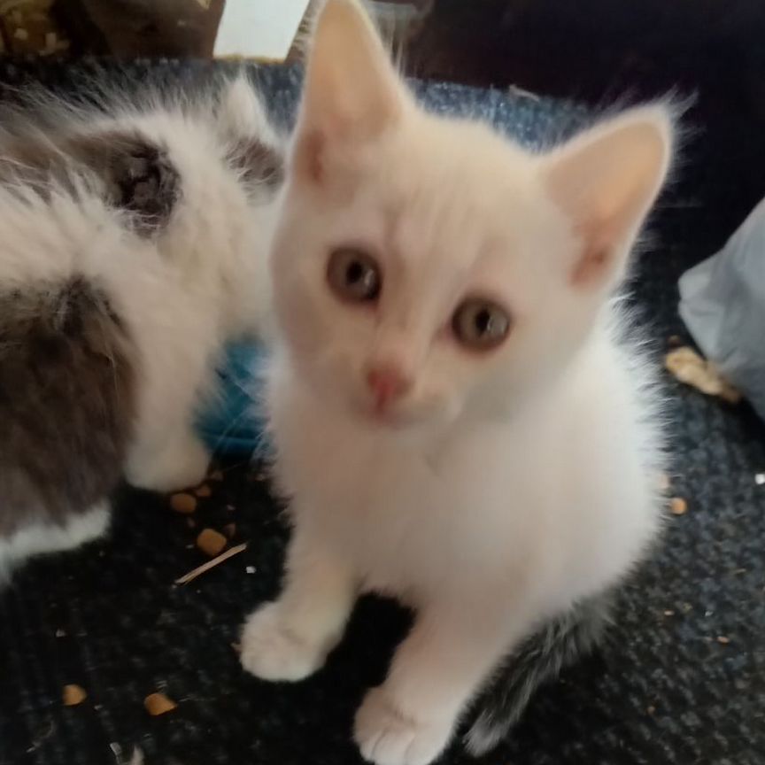 Отдам котят